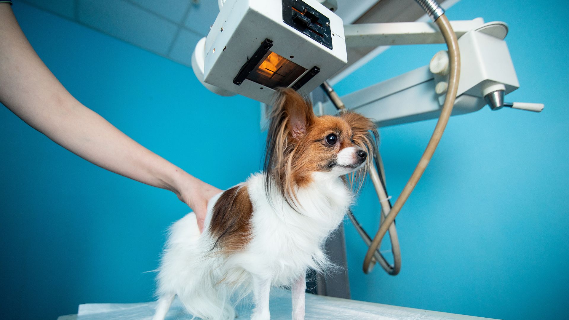 Pet Laser Therapy In Centennial, CO 80122 | Companion Animal Veterinary ...