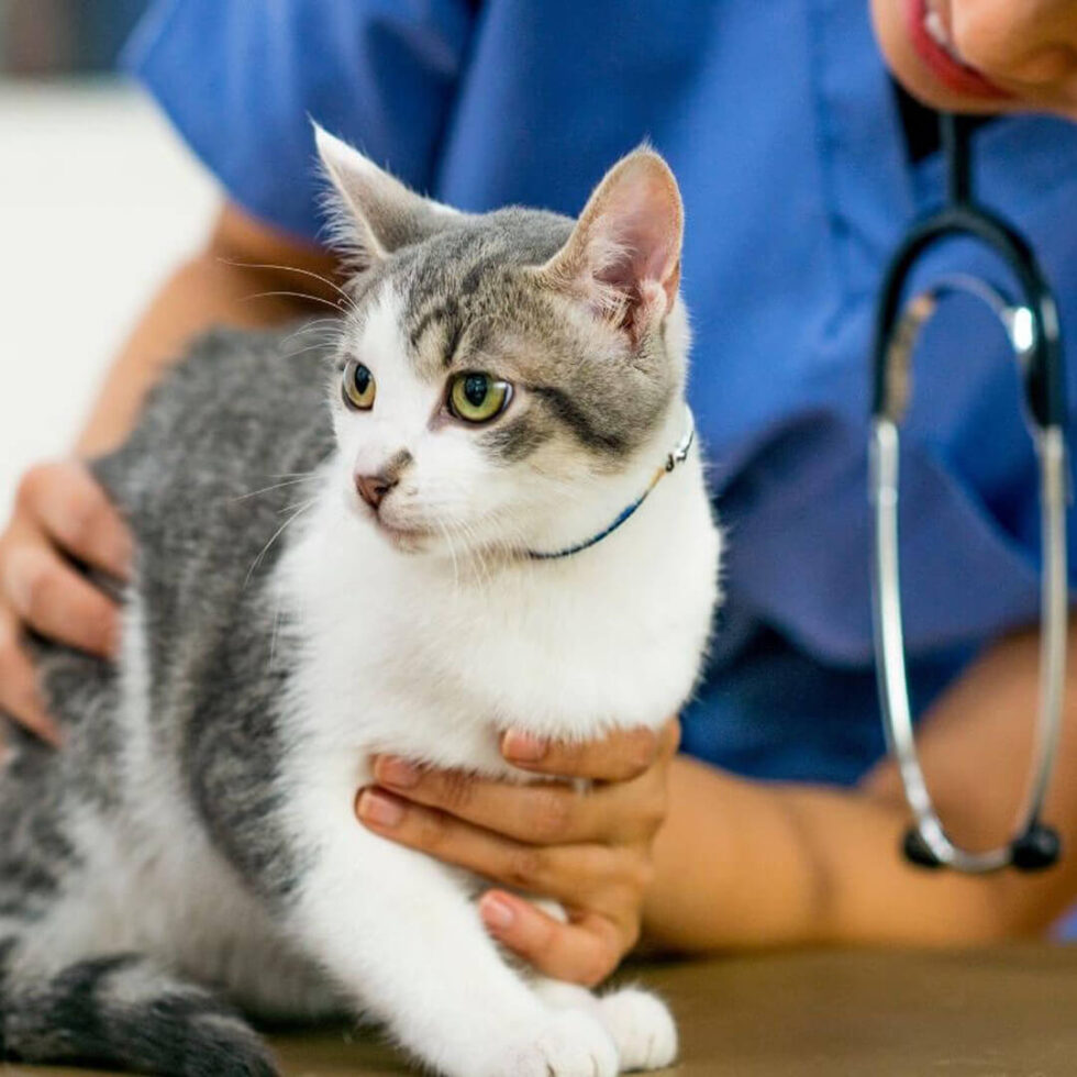 Best Vet Hospital In Centennial, CO | Companion Animal Veterinary Hospital